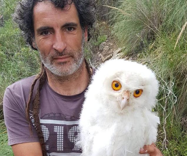 Blanquita El Increíble Búho Albino Descubierto En Murcia La Verdad